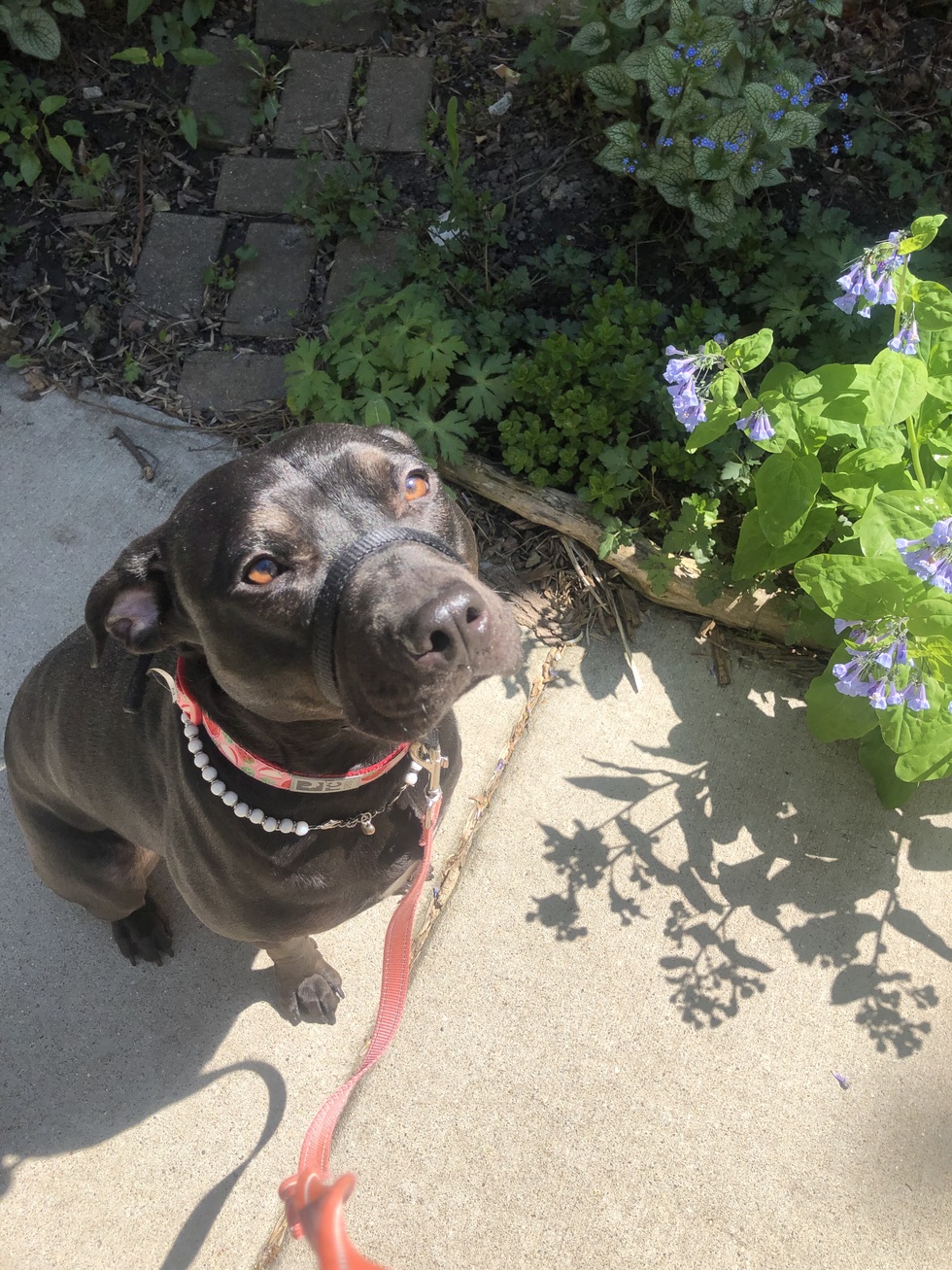 Vote for Mirko | Mutt Madness