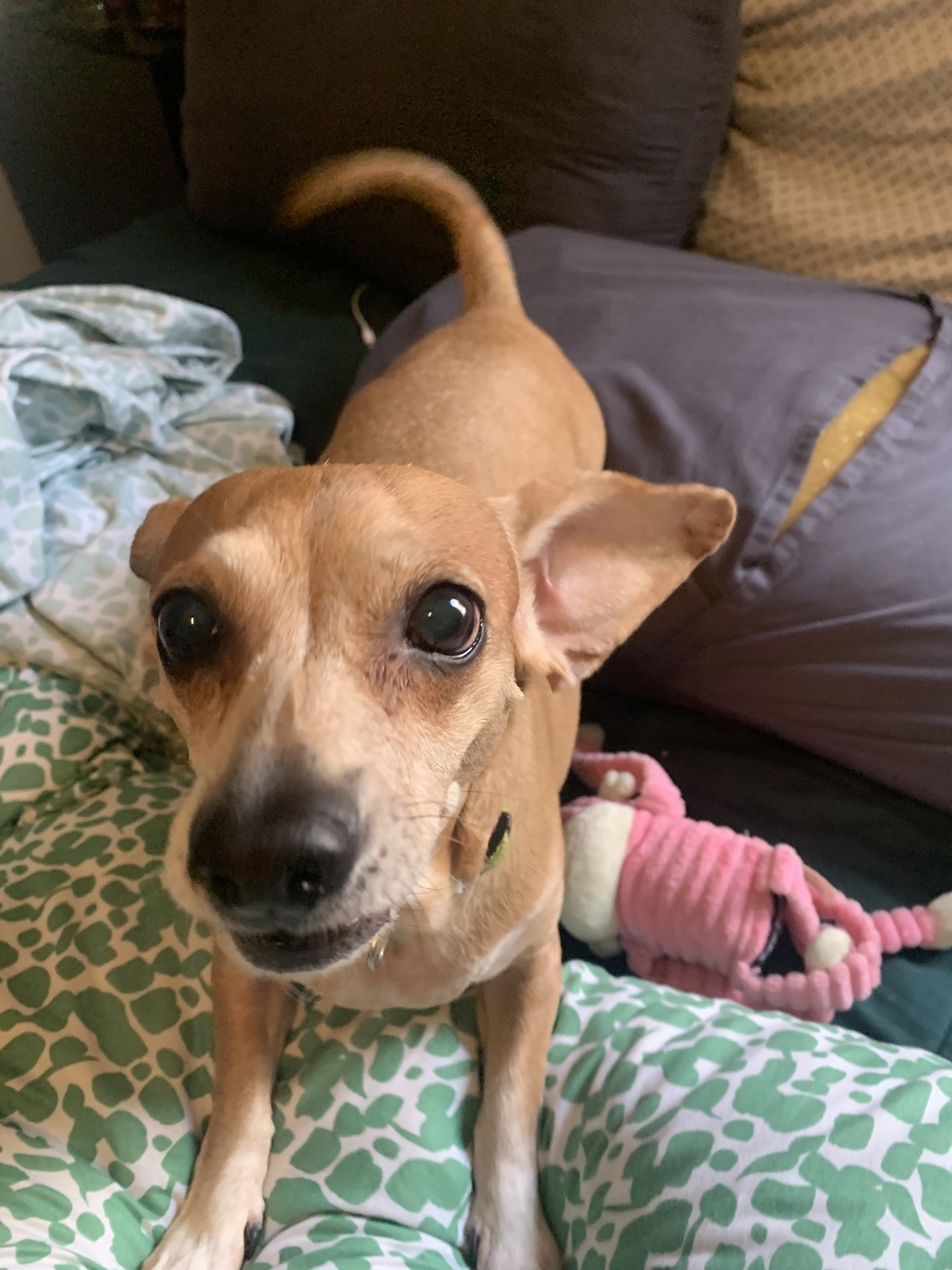 Vote for Sophia | Mutt Madness