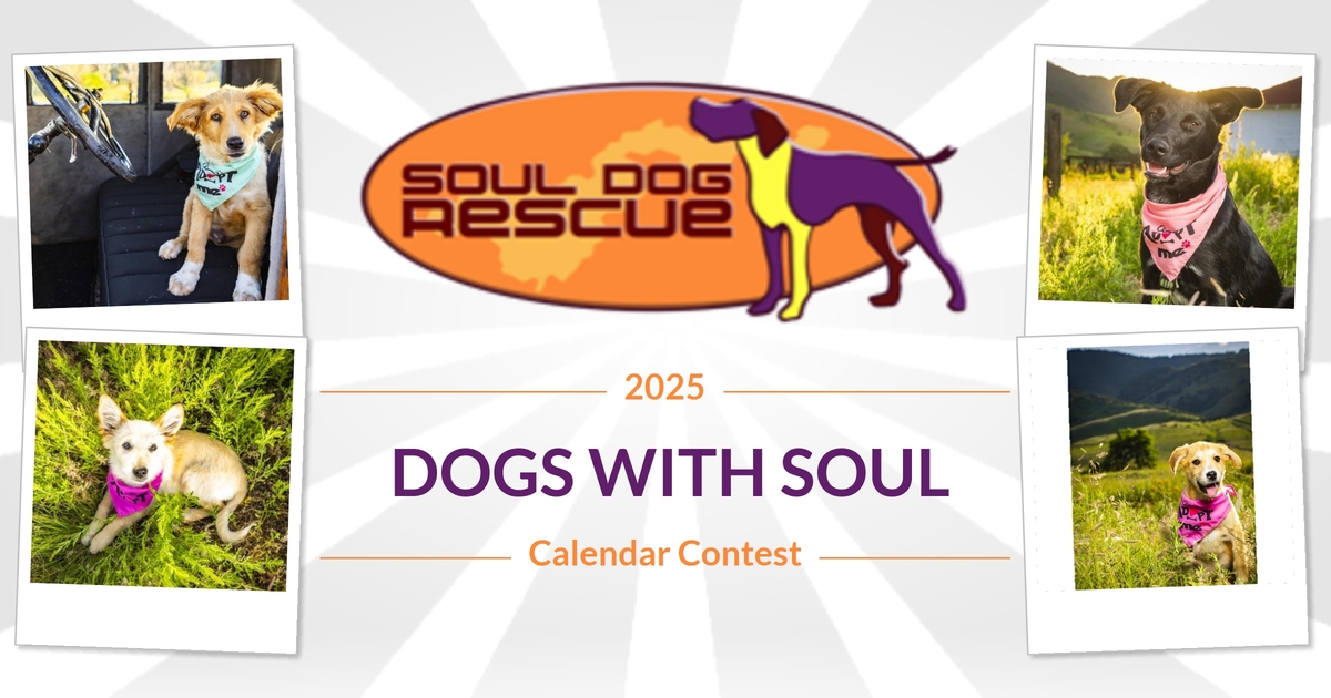 Soul Dog Rescue | Dogs with Soul Calendar Contest