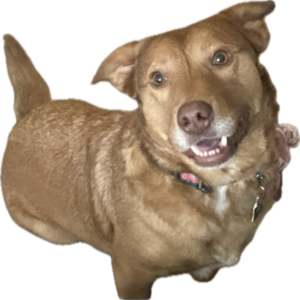 Vote for Wally | 2024 Rescue Brew Beer Contest