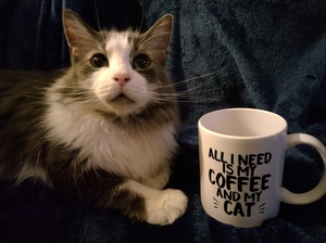 Vote for Carl | 2024 Rescue Brew Beer Contest