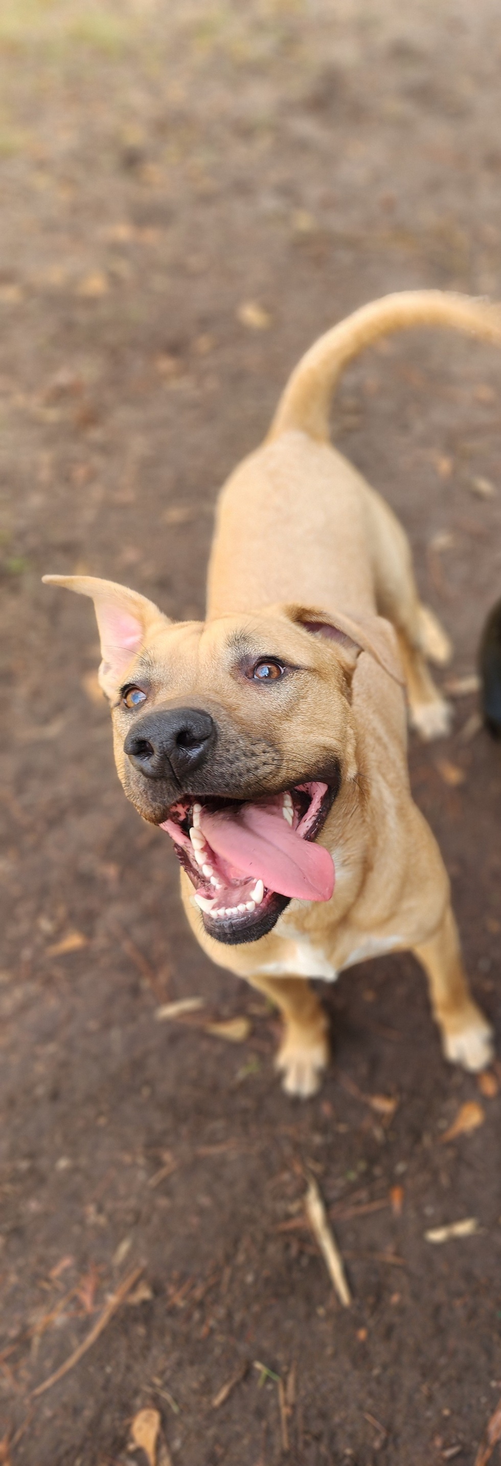 Vote for Mr. Bo Jangles | 2024 Rescue Brew Beer Contest