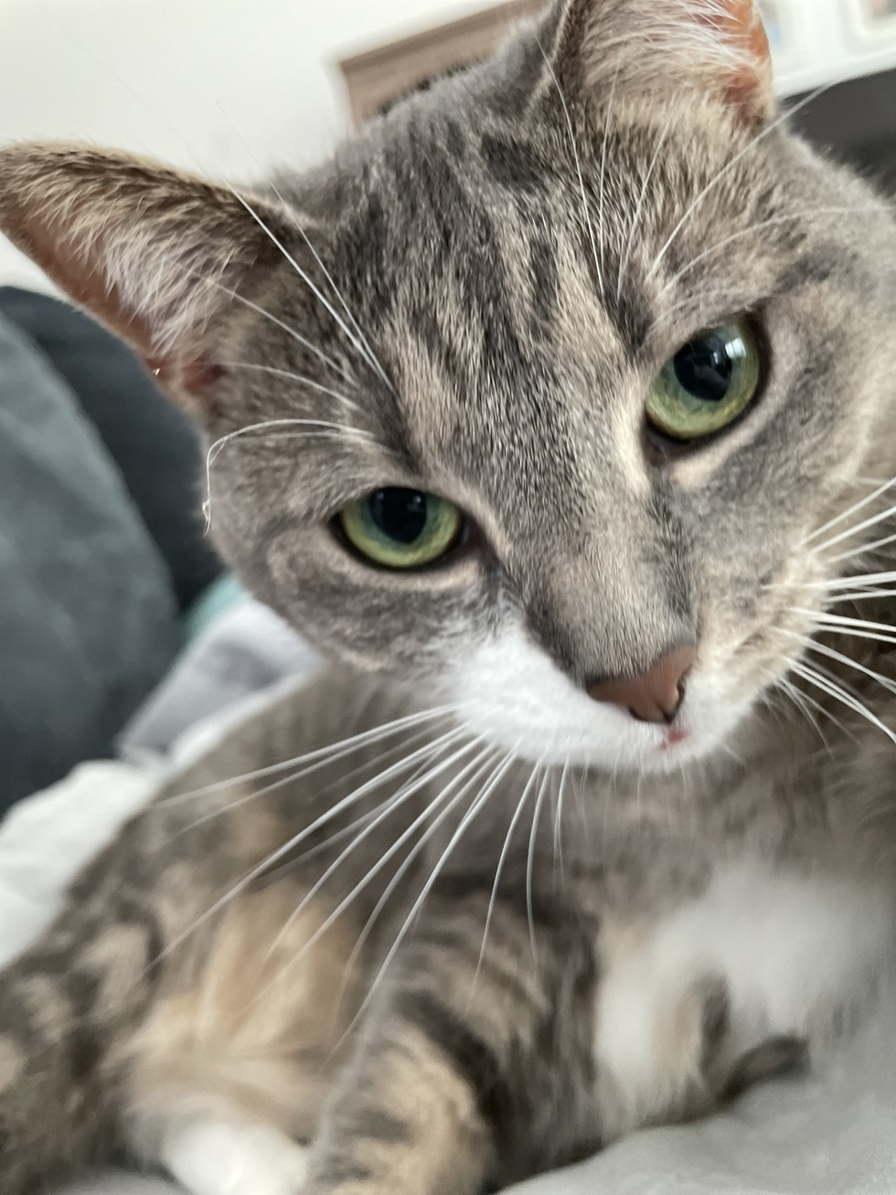 Vote for Dangles | 2024 Rescue Brew Beer Contest