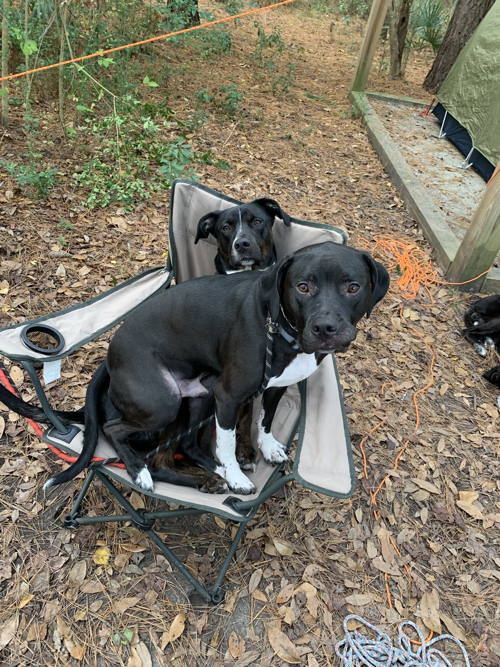 Vote for Vada and Trooper | 2024 Rescue Brew Beer Contest