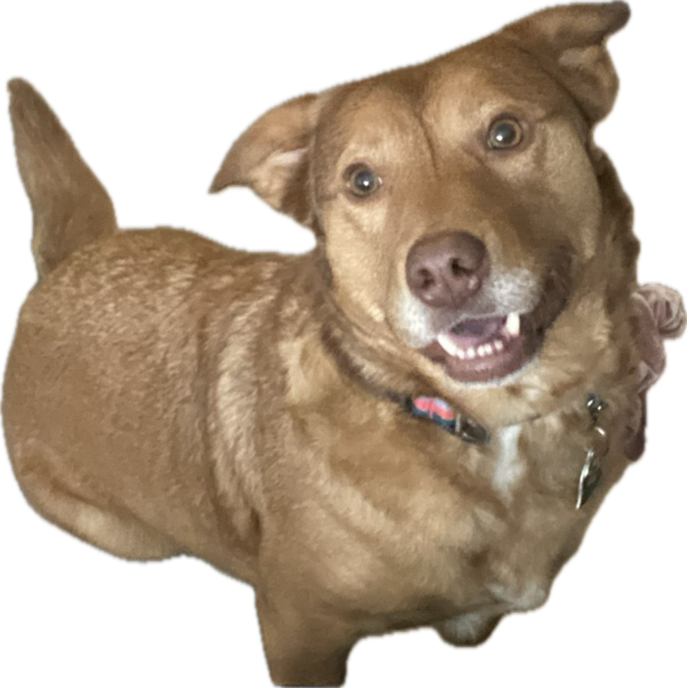 Vote for Wally | 2024 Rescue Brew Beer Contest