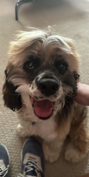 Vote for Gus | Lawrence Humane + Lawrence Beer Co. Cutest Crowler Contest