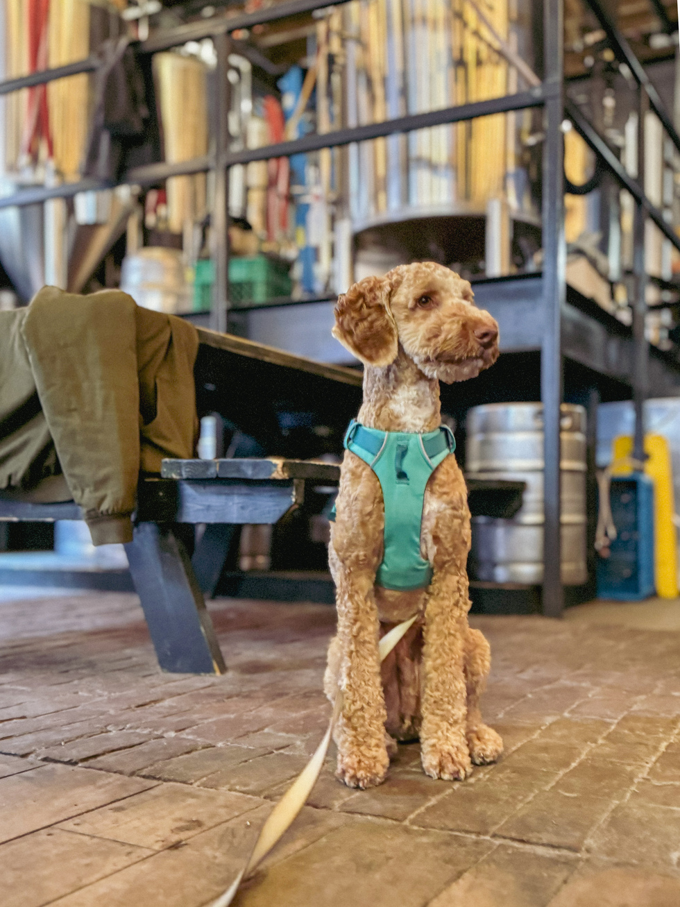 Vote for Brewer | Animals & Ales Photo Contest