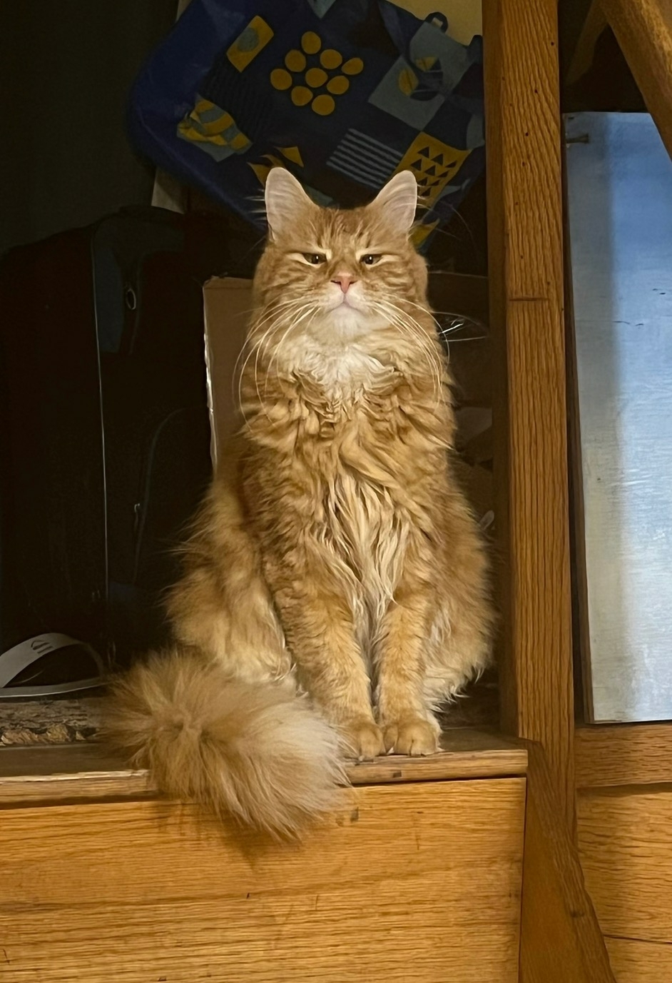 Vote for Odin | 6th Annual Fabulous Feline Foto Contest