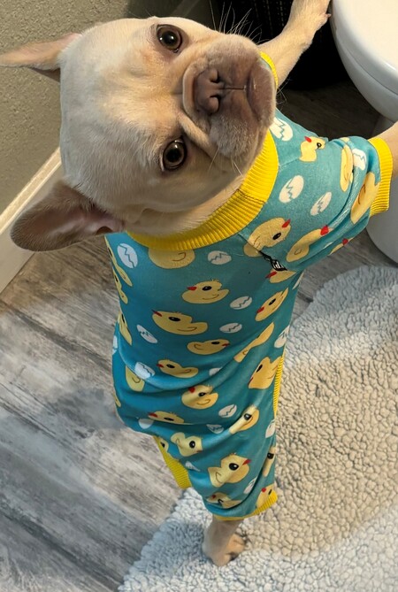 Vote for Finlee | UHCCF's Pic My Pet Photo Contest