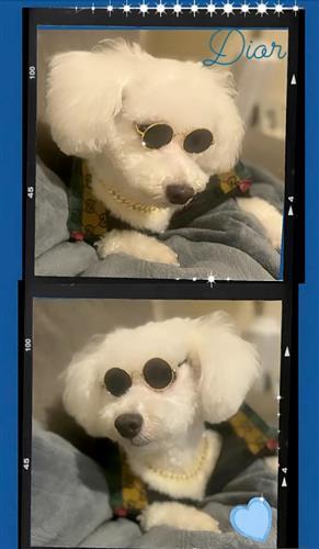 Vote for Dior L. Morningstar | UHCCF's Pic My Pet Photo Contest