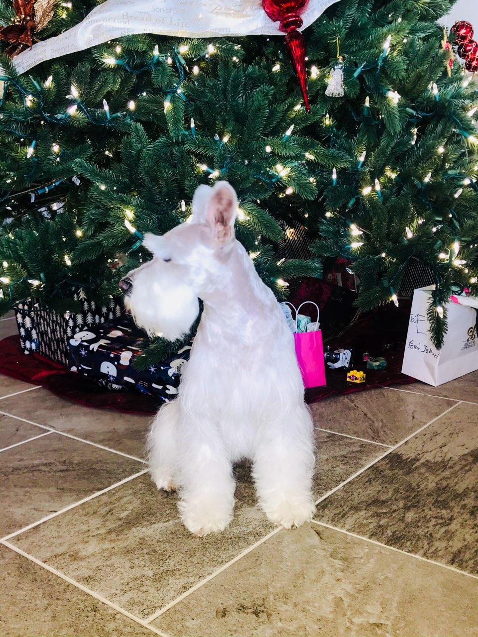 Vote for Baby | UHCCF's Pic My Pet Photo Contest