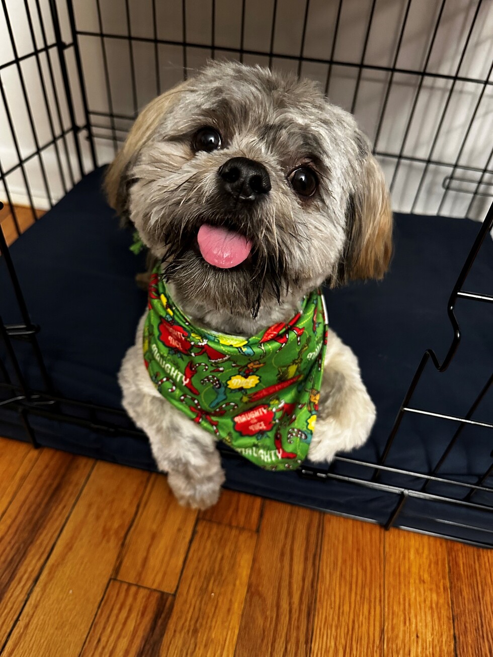 Vote for Winston aka "Winstino" | UHCCF's Pic My Pet Photo Contest