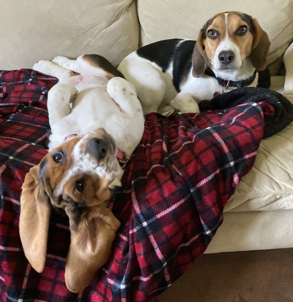 Vote for Maggie & Ruby | UHCCF's Pic My Pet Photo Contest