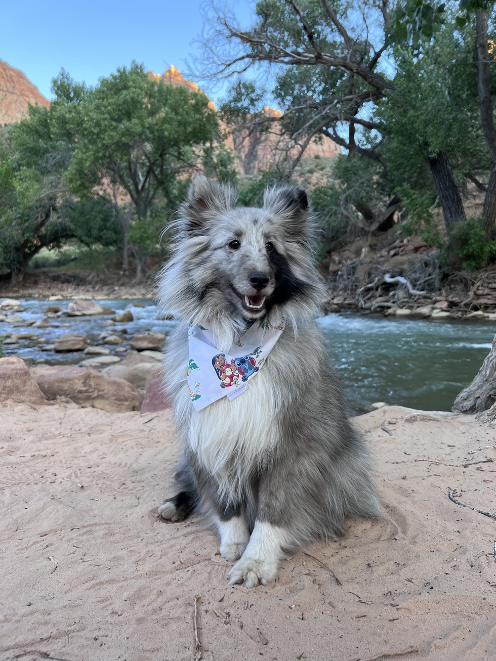 Vote for Lilo | UHCCF's Pic My Pet Photo Contest