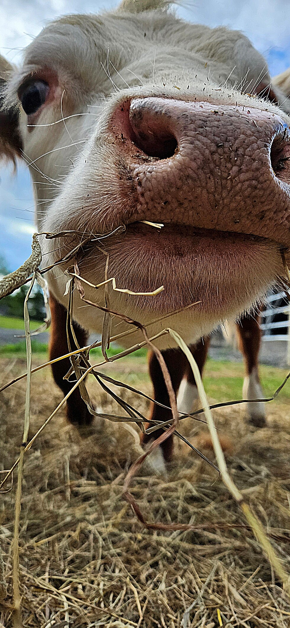 Vote for Ploye | UHCCF's Pic My Pet Photo Contest