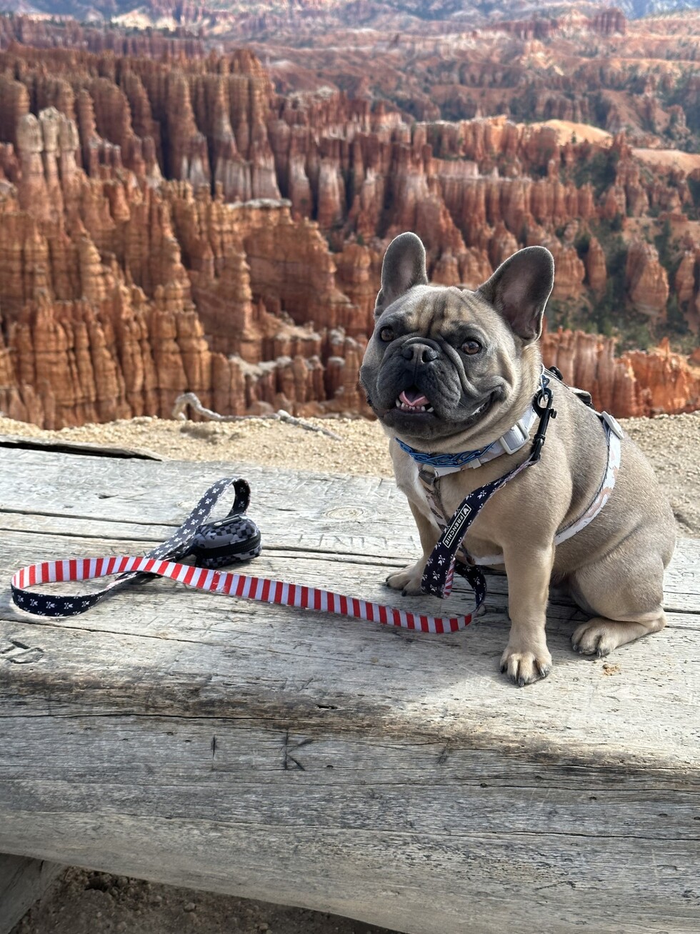 Vote for Gus | UHCCF's Pic My Pet Photo Contest