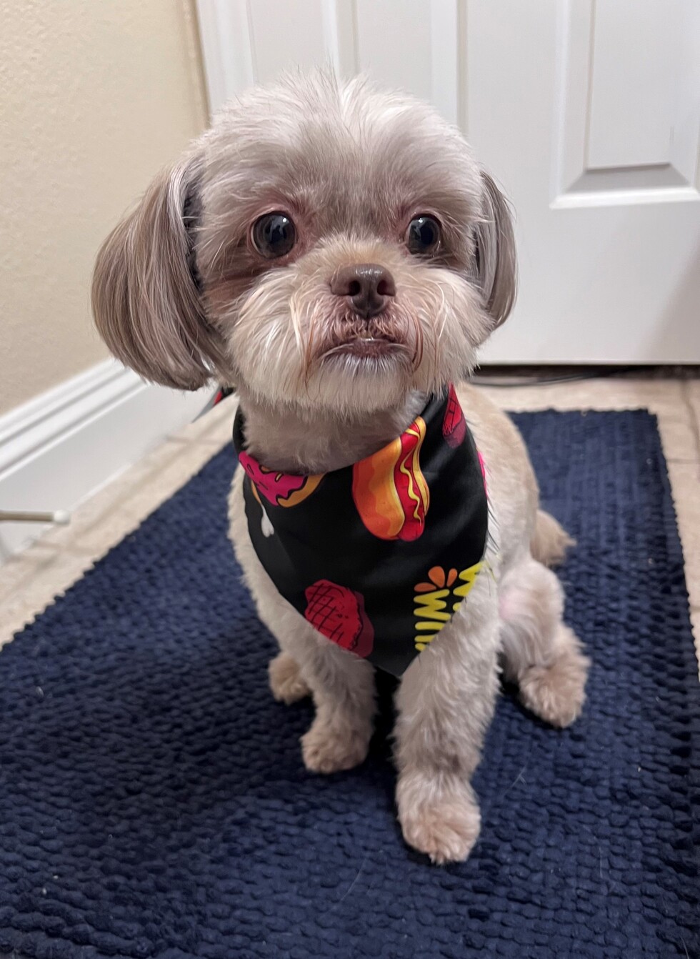 Vote for Wick | UHCCF's Pic My Pet Photo Contest