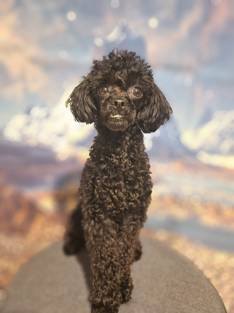 Vote for Mars | UHCCF's Pic My Pet Photo Contest