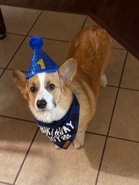 Vote for Oliver | UHCCF's Pic My Pet Photo Contest