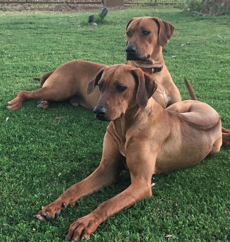Vote for Django and Lola | UHCCF's Pic My Pet Photo Contest