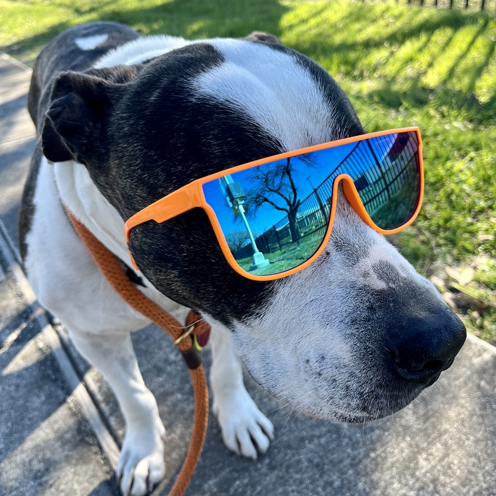 Vote for Walter | UHCCF's Pic My Pet Photo Contest