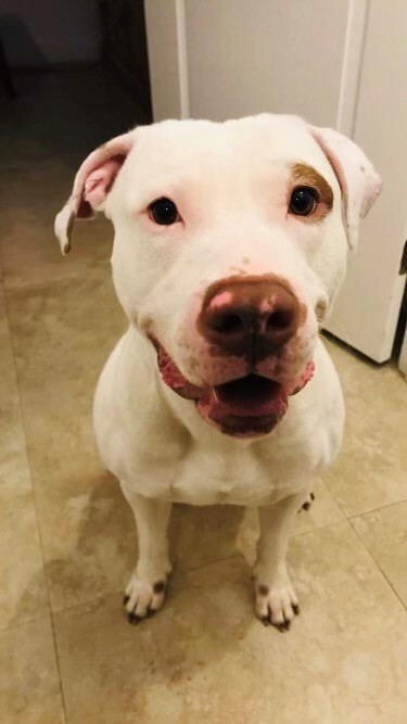 Vote for Rico | UHCCF's Pic My Pet Photo Contest