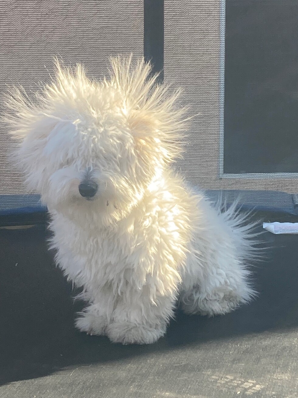 Vote for Pudgey | UHCCF's Pic My Pet Photo Contest