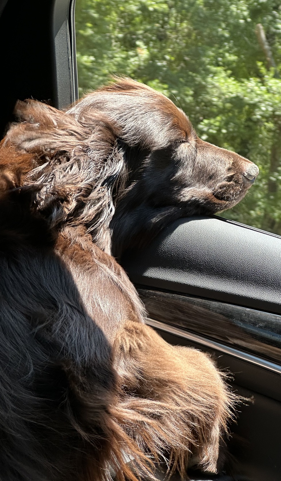 Vote for Willy Wonka | UHCCF's Pic My Pet Photo Contest