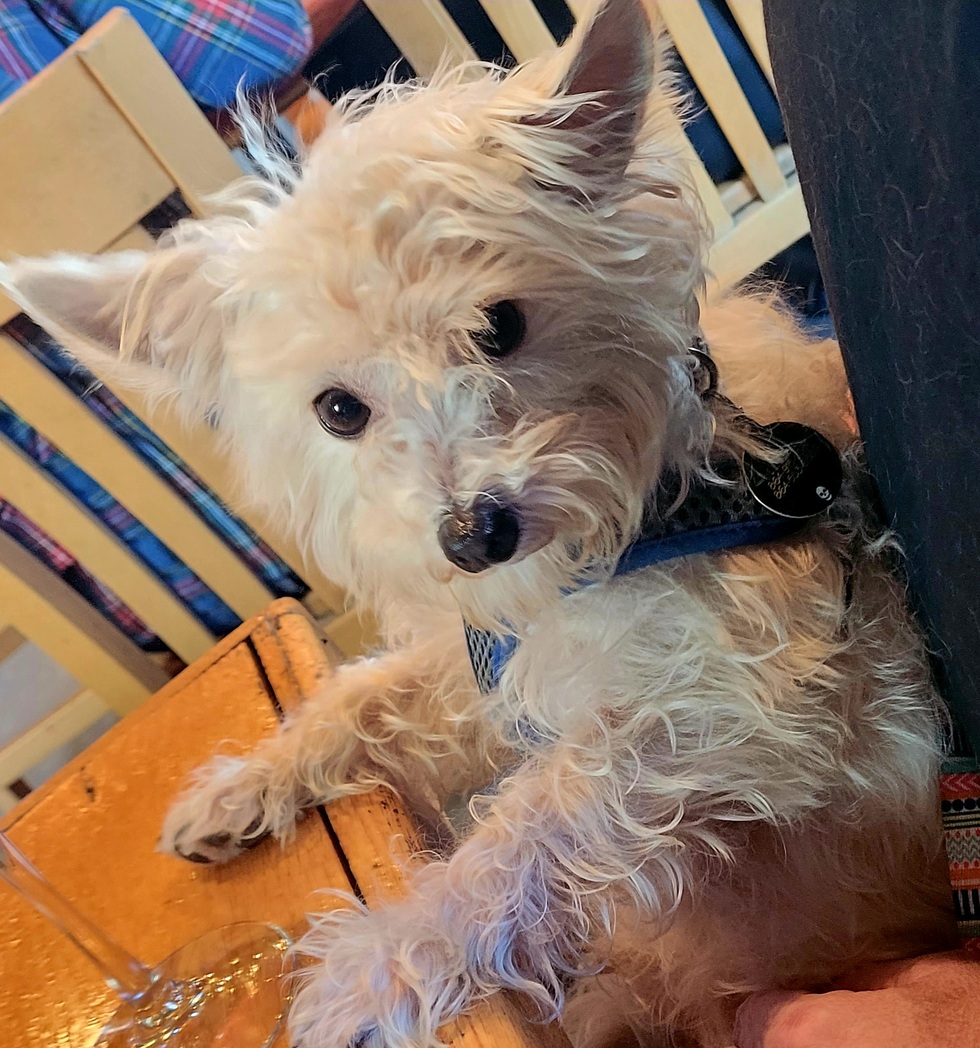 Vote for The Bean | Sips for Snips Beer Label Contest