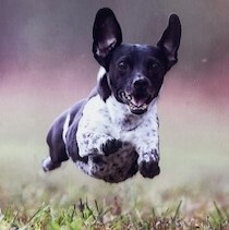 Vote for Austin | Sips for Snips Beer Label Contest