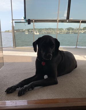 Vote for Piper | 2025 "SWEET THINGS" Pin Up Paws Calendar Contest
