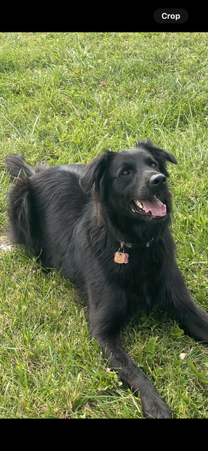 Vote for Stuart | Pets Alive Niagara 2025 Calendar Contest