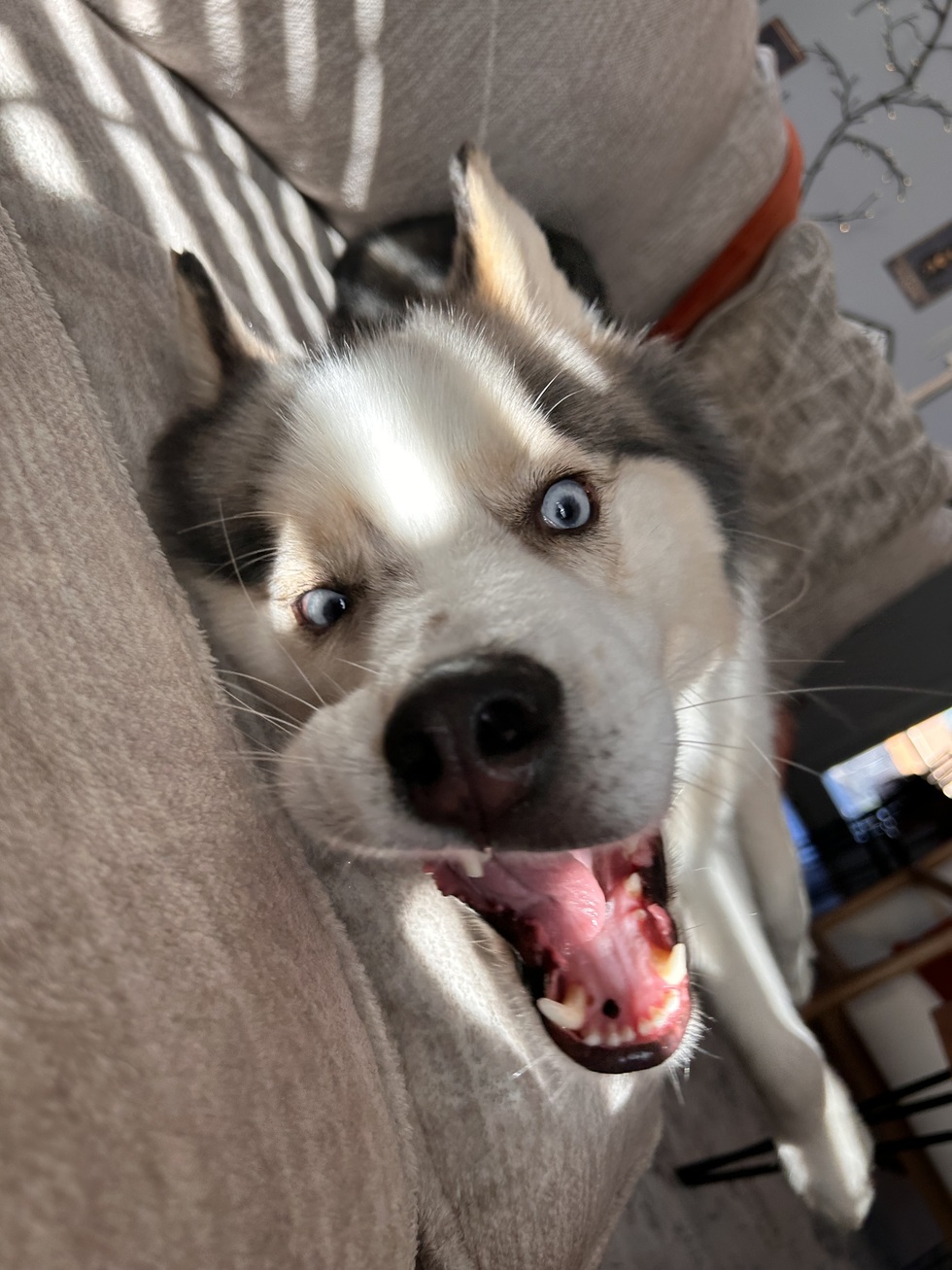 Vote for Axel | Pets of Craven-Carteret 2025 Calendar Contest