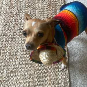 Vote for Peanut | 2025 Ruff Start Calendar Contest