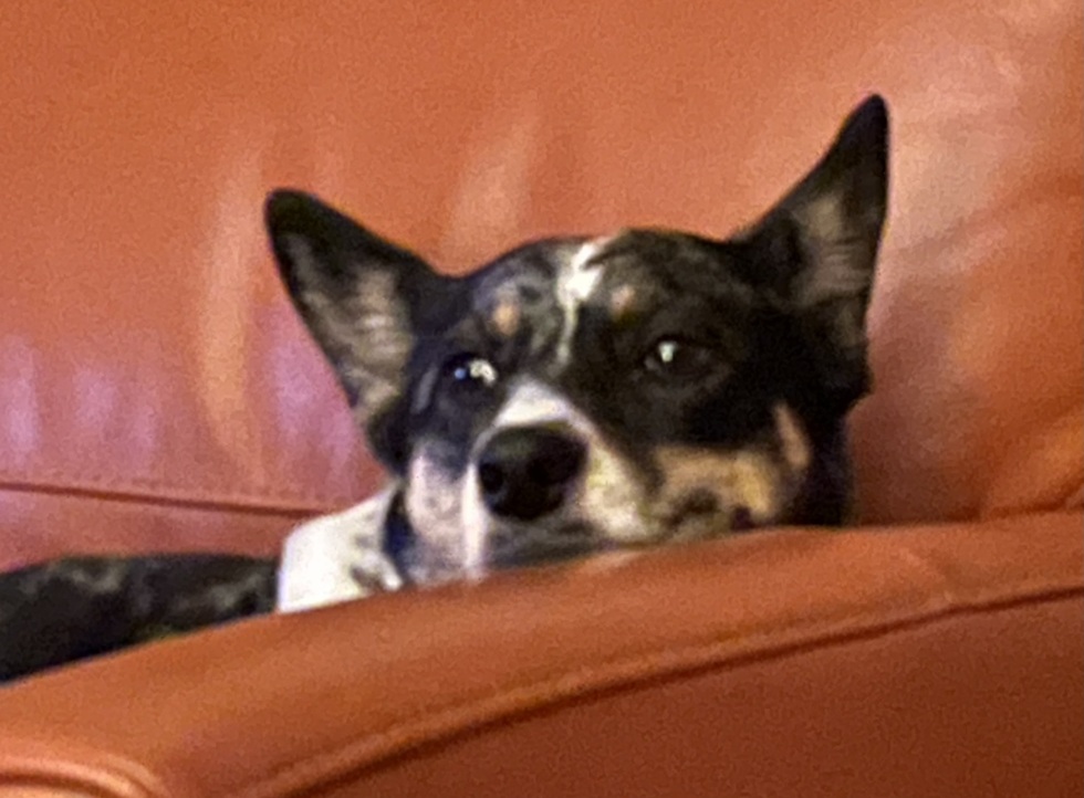 Vote for Oakley. | Cutest Pet Photo Contest