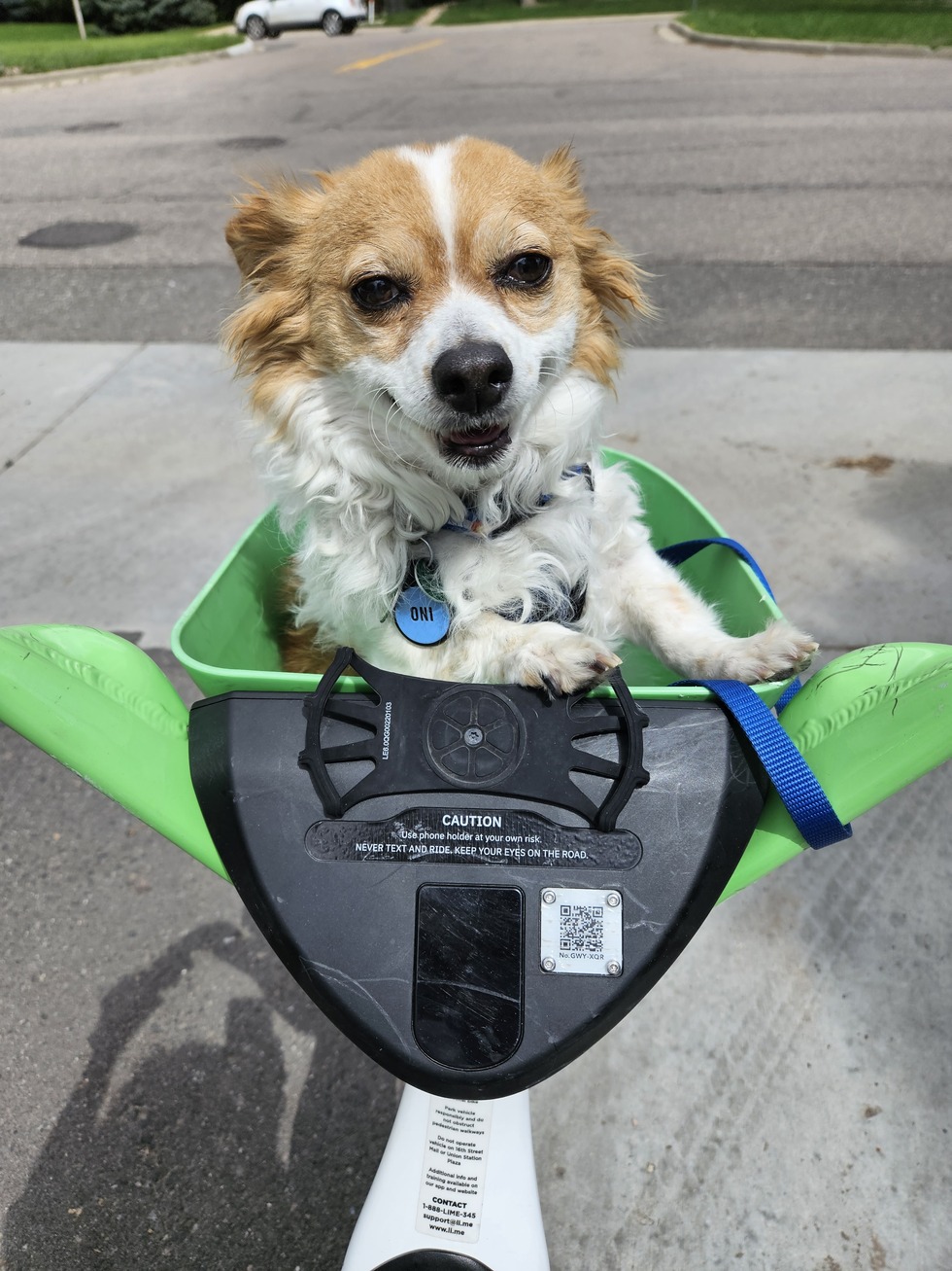 Vote for Oni | Colorado's Next Top Pet Model Calendar Contest