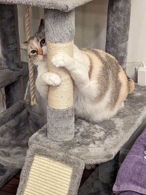 Vote for Zelda | Rescue Brew 2024