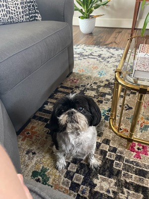 Vote for Penny Ruth | 4th Annual Best In Rescue