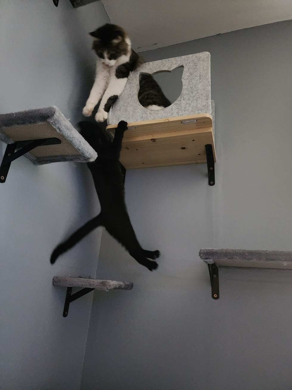 Vote for Sebastian and Maggie | ANGELS for ANIMALS® 2025 Calendar Contest