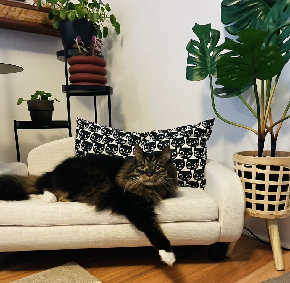 Vote for Priscilla | ANGELS for ANIMALS® 2025 Calendar Contest