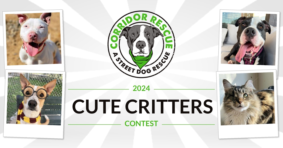 Corridor Rescue Inc. | Corridor Rescue Cute Critters Contest