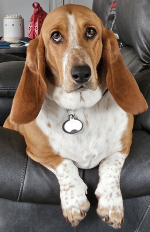 Vote for Clarabelle | Drool is Cool!