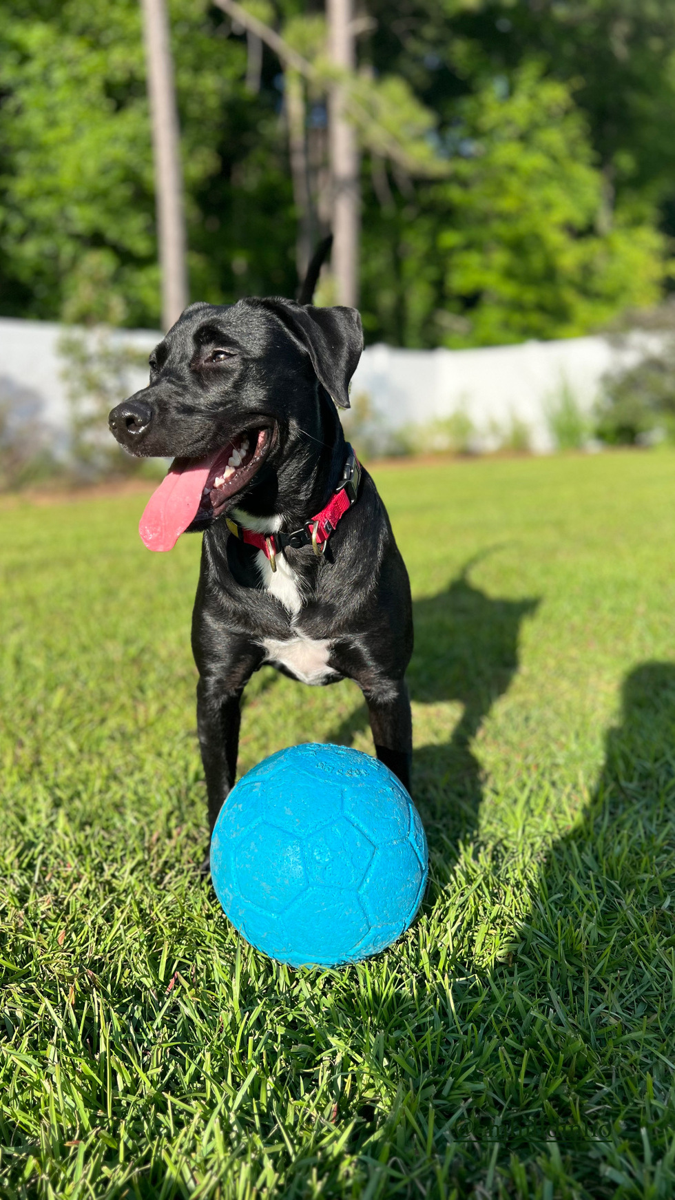 Vote for Juno | Paw Prints Calendar Contest Fundraiser