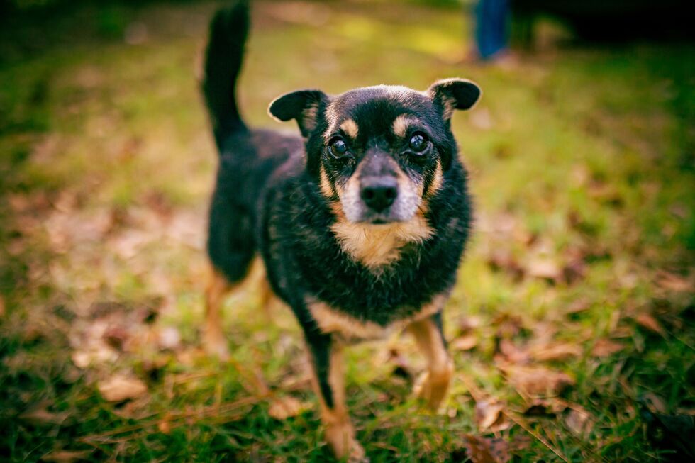 Vote for Buddy | Paw Prints Calendar Contest Fundraiser