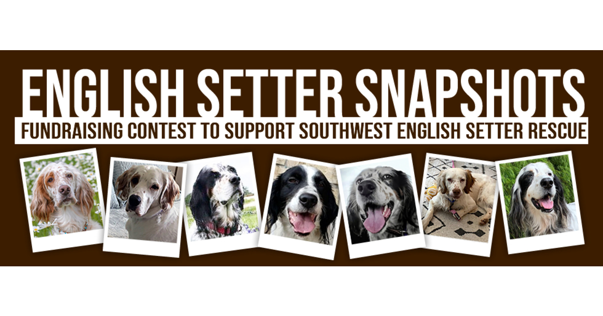 Southwest English Setter Rescue | English Setter Snapshots Photo Contest