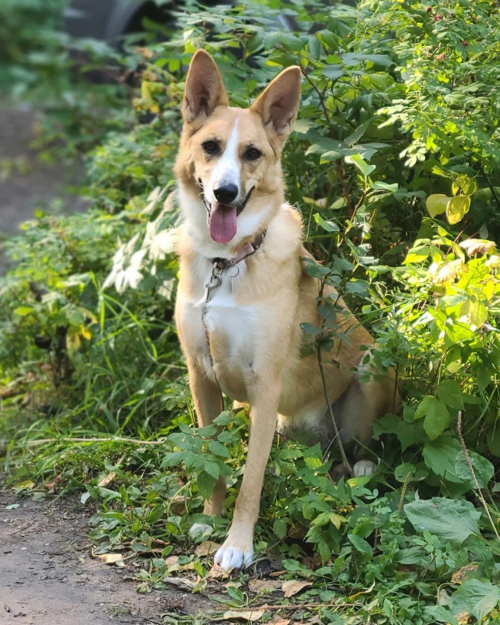 Vote for Princess Tiabeanie (Bean) | WHS Pets on Pints