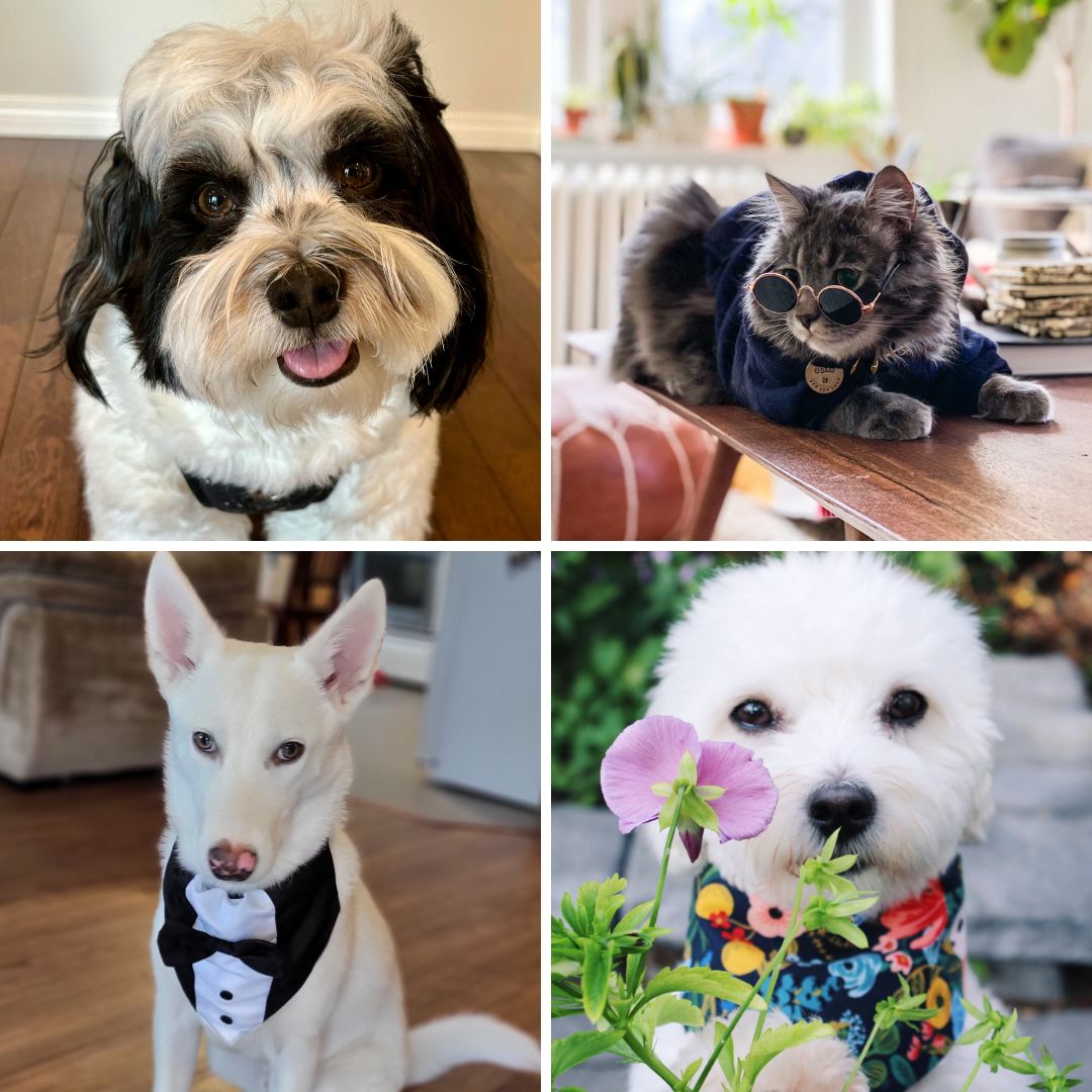 Winnipeg Humane Society | WHS Pets on Pints