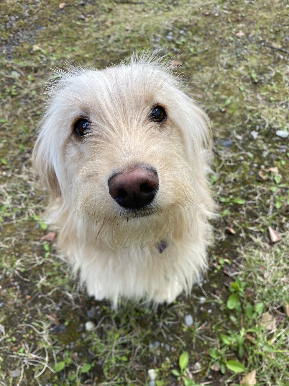 Vote for Dingle | Animals & Ales US Photo Contest