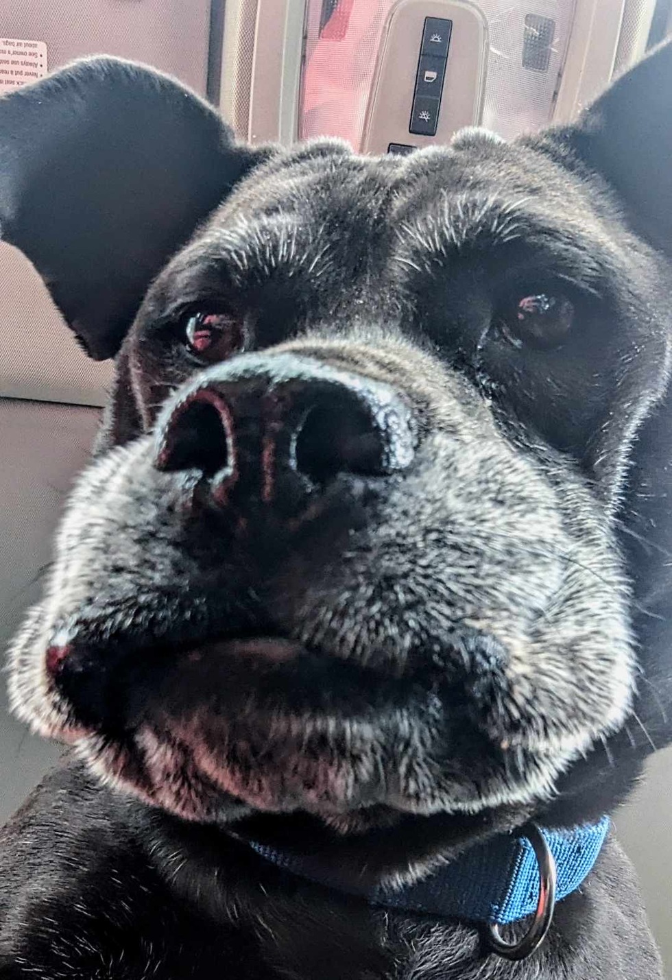 Vote for Lug-Nut | Animals & Ales US Photo Contest