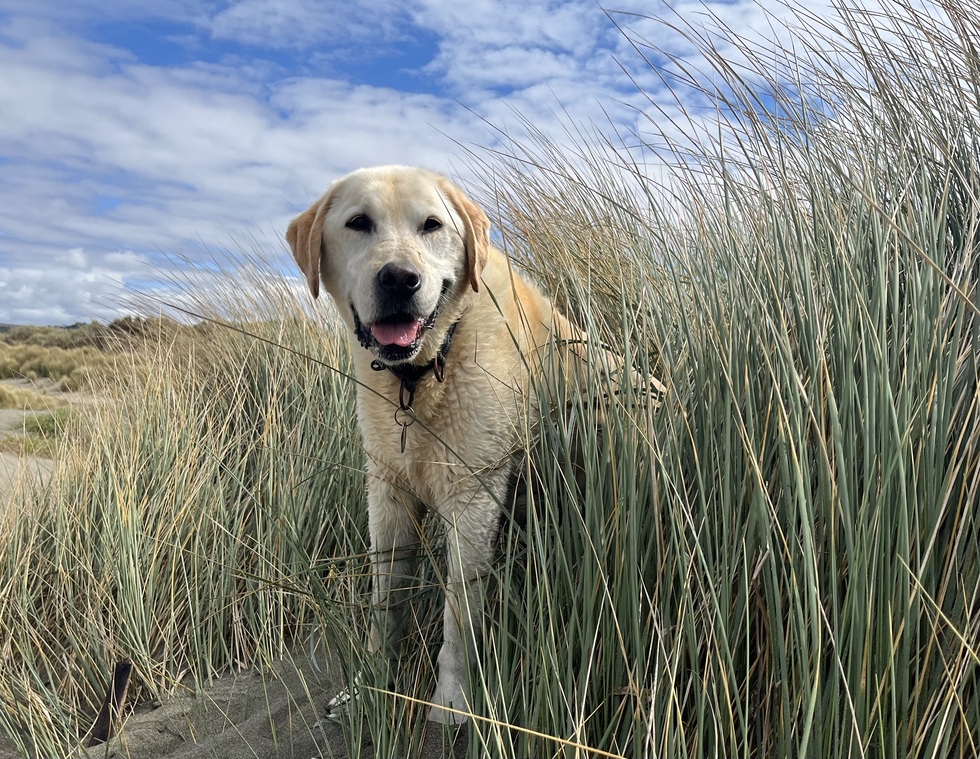 Vote for Barnabas | Sonoma County’s Top Dog Photo Contest